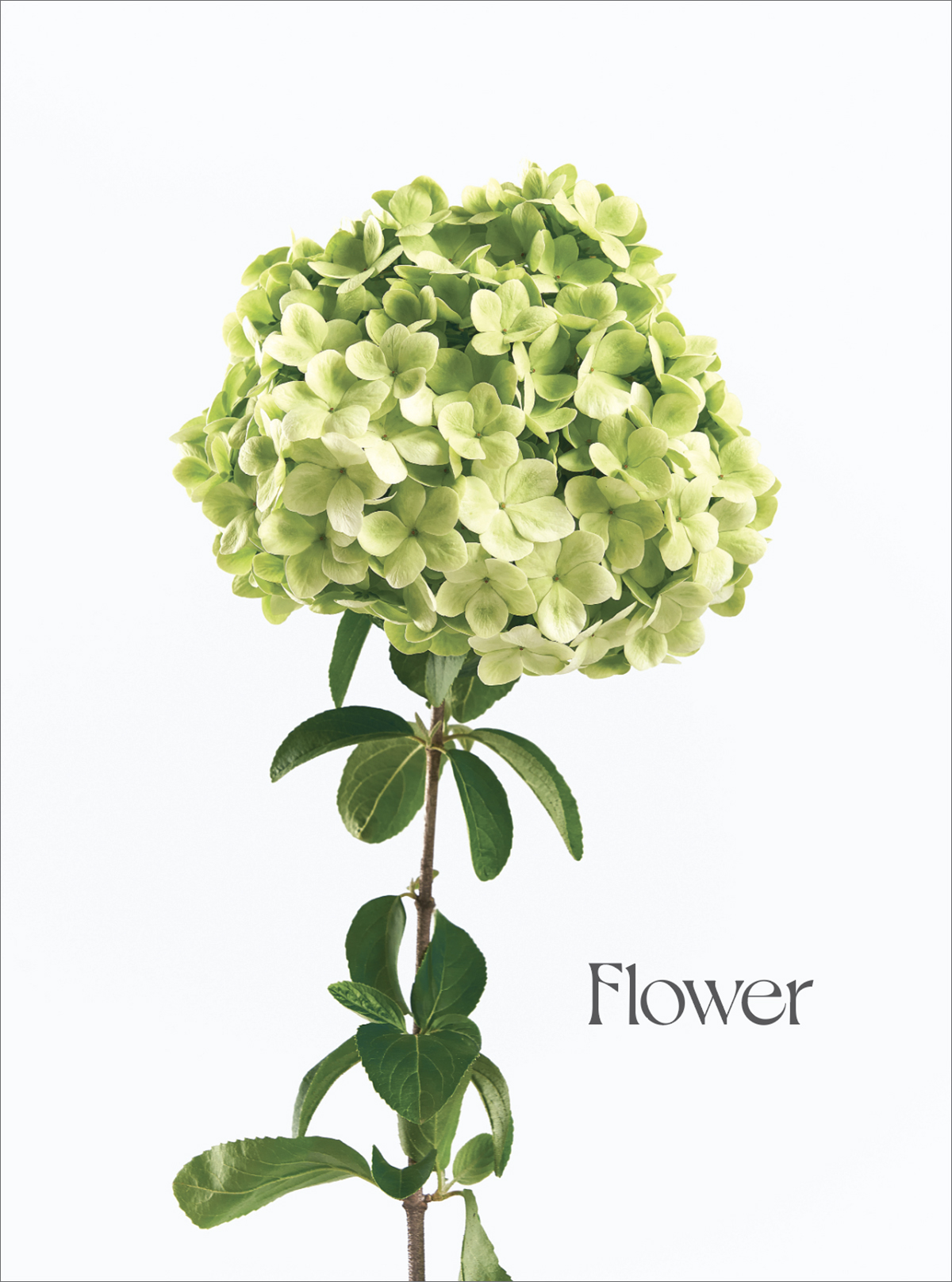 Flower - Captain Honey